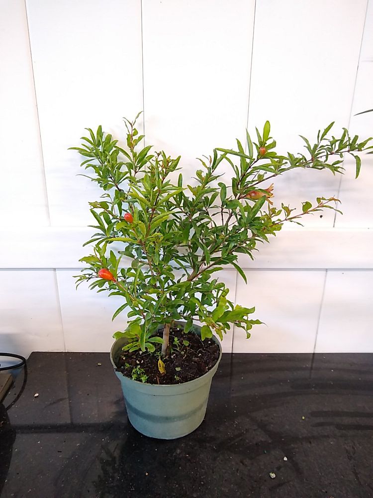 Salavatski Pomegranate Tree | PlantVine