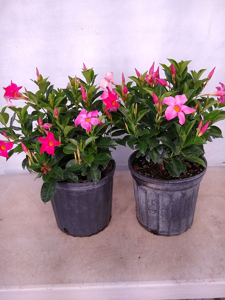 Pink Mandevilla | PlantVine