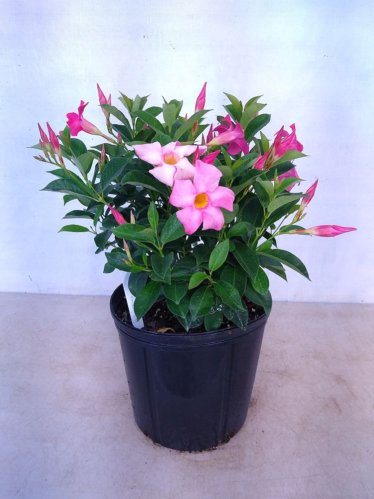 Pink Mandevilla | PlantVine