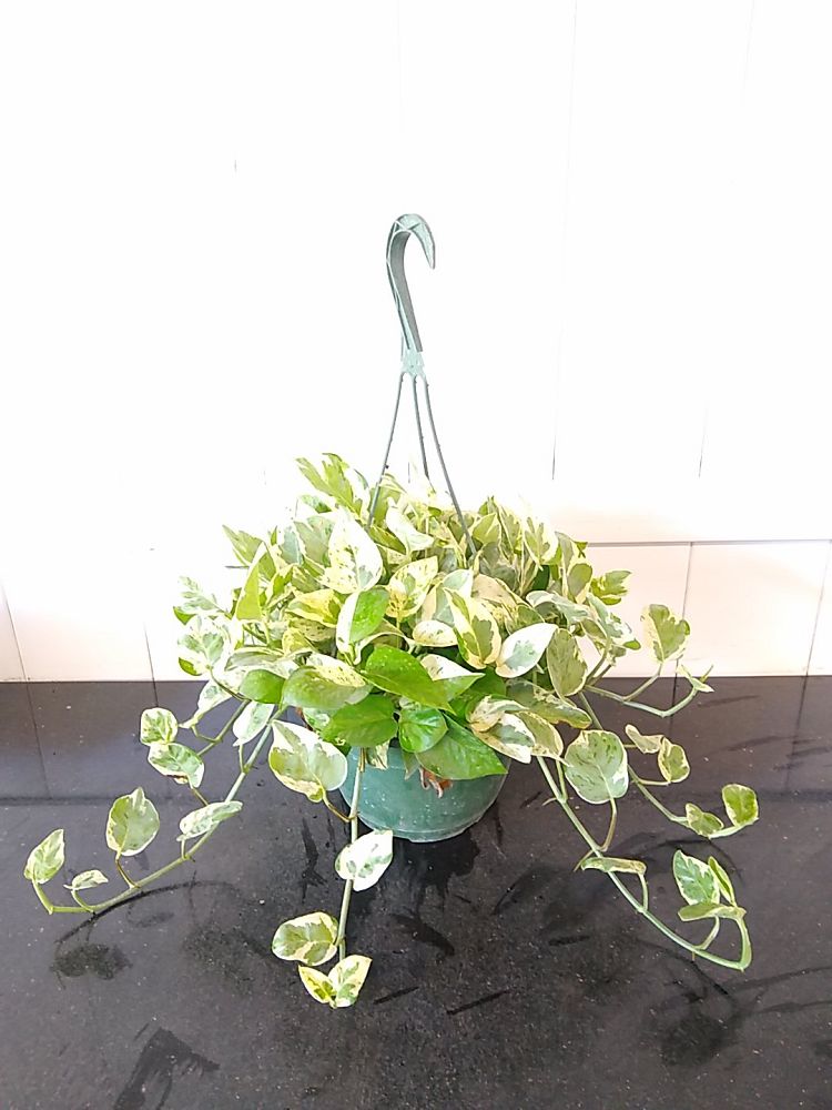 Pearls & Jade Pothos | PlantVine