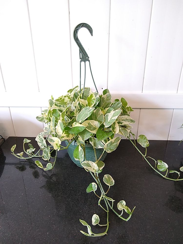 Pearls & Jade Pothos | PlantVine