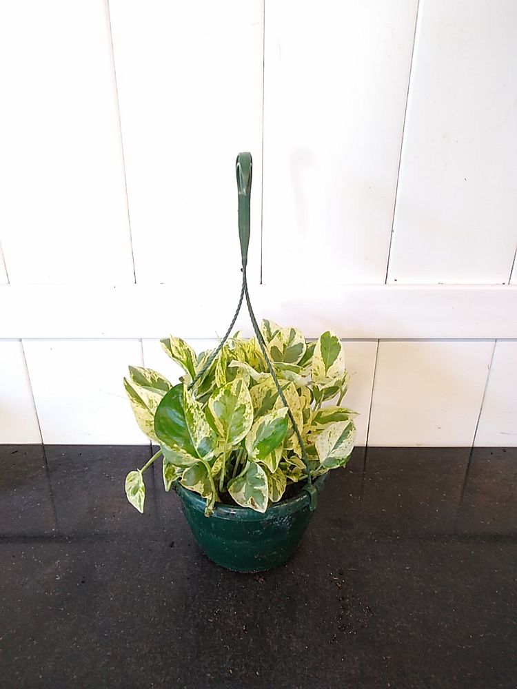 Pearls & Jade Pothos | PlantVine