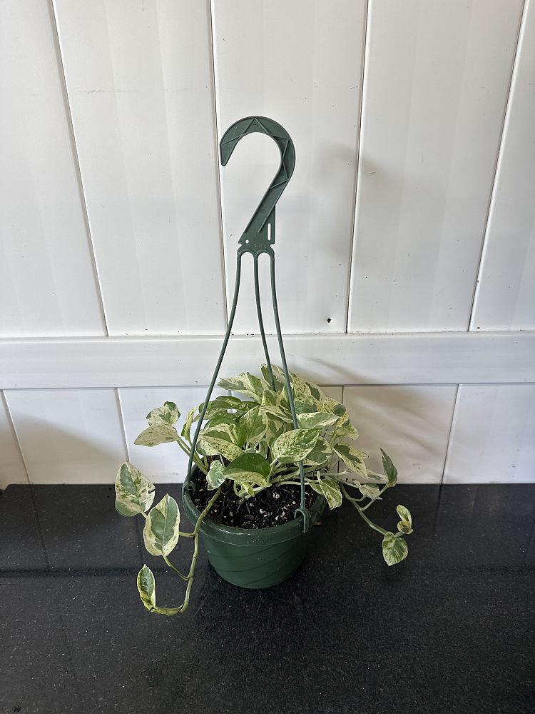 Pearls & Jade Pothos | PlantVine