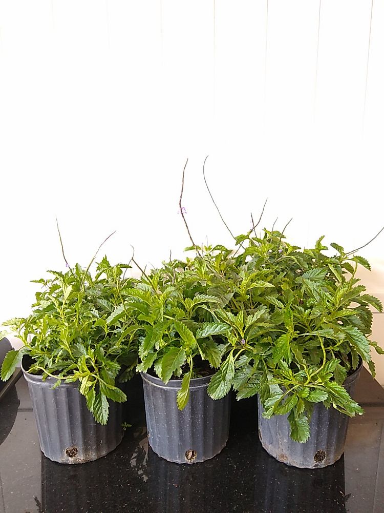 Stachytarpheta jamaicensis, Florida Native Porterweed | PlantVine