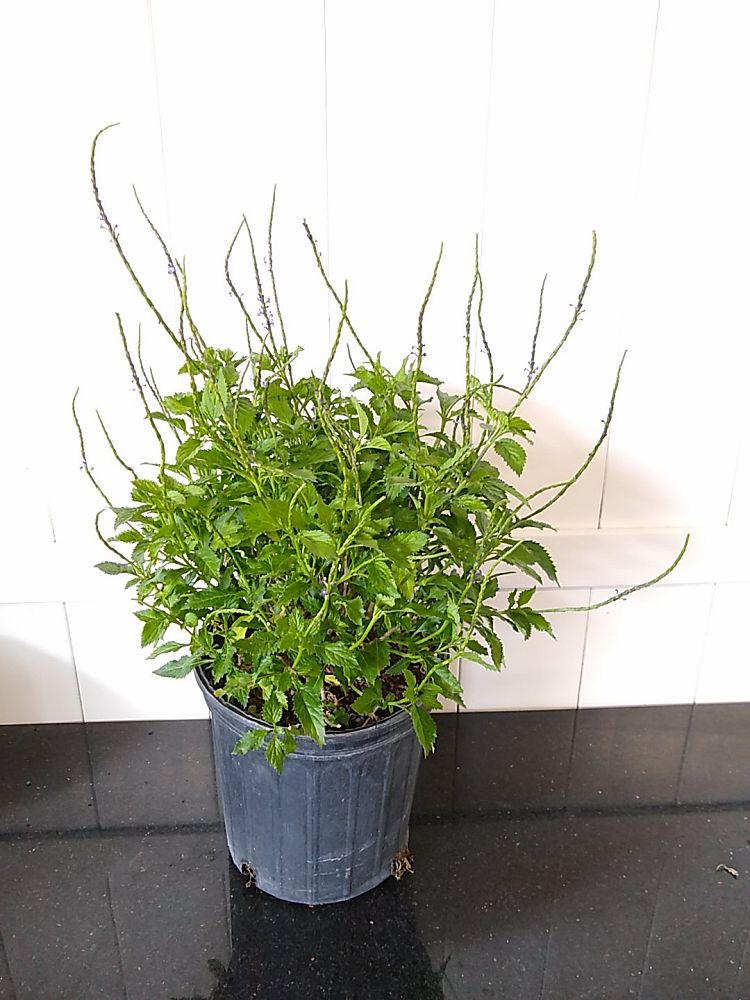 Stachytarpheta jamaicensis, Florida Native Porterweed | PlantVine