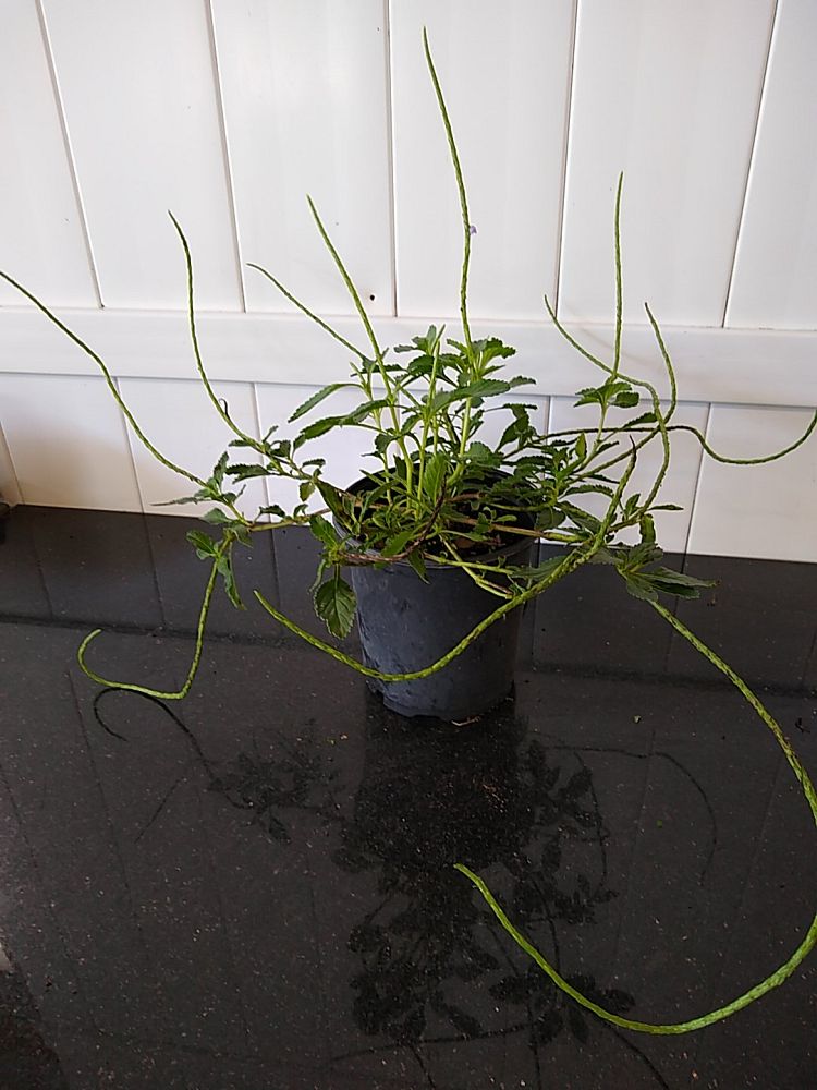 Stachytarpheta jamaicensis, Florida Native Porterweed | PlantVine