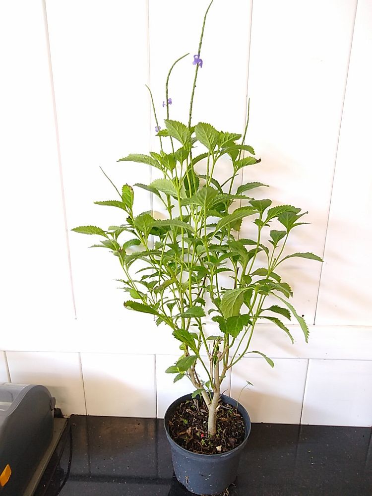 Florida Blue Porterweed | PlantVine