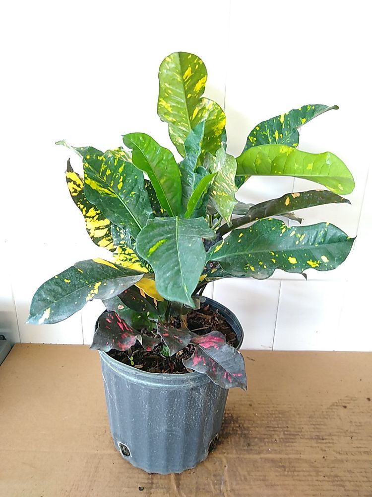 Codiaeum variegatum ‘Congo’, Croton | PlantVine