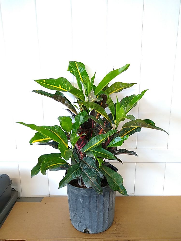 Codiaeum variegatum ‘Congo’, Croton | PlantVine