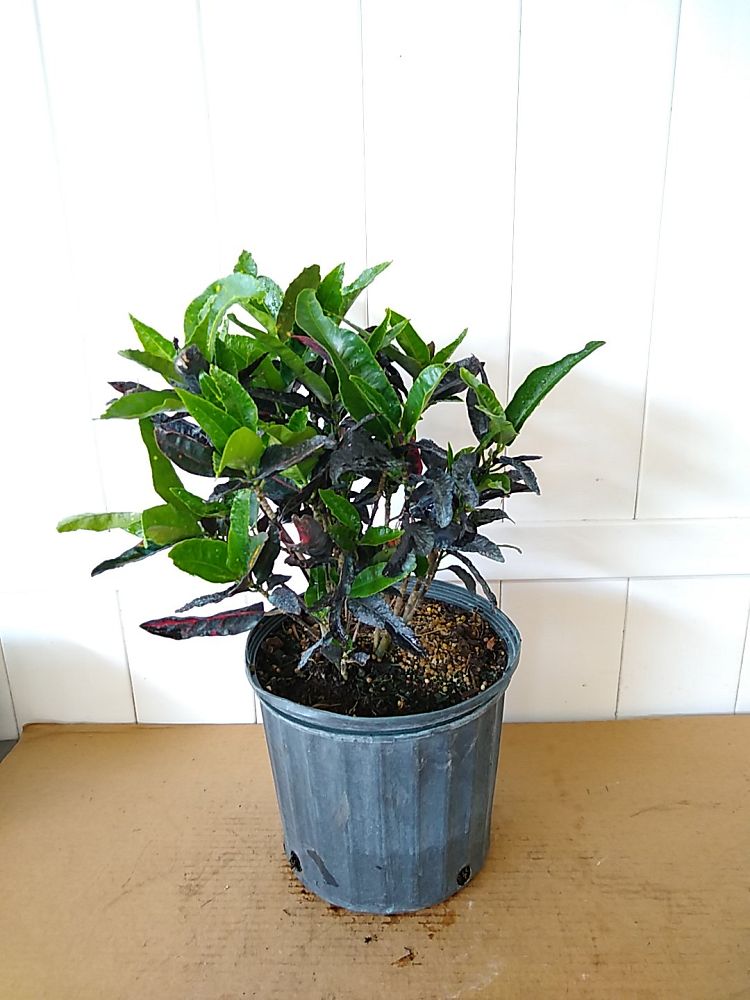 Codiaeum variegatum ‘Congo’, Croton | PlantVine