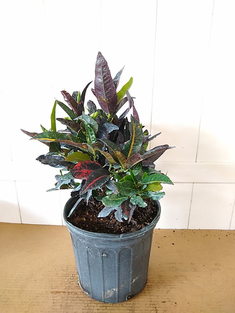 Codiaeum variegatum ‘Congo’, Croton | PlantVine
