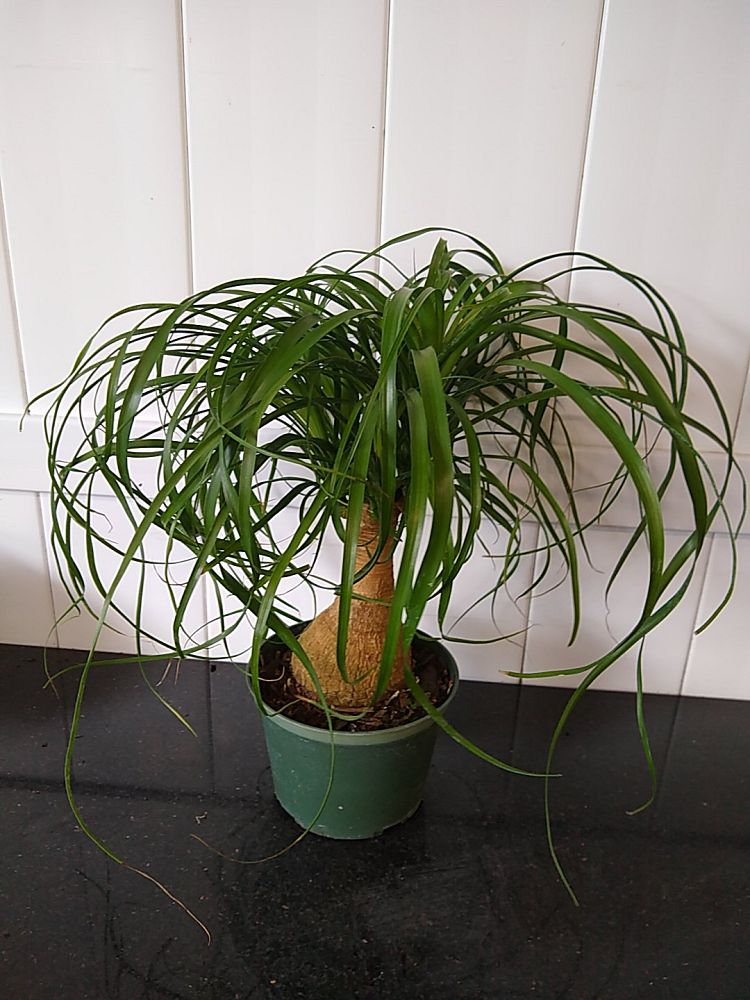 Beaucarnea recurvata, Ponytail Palm | PlantVine