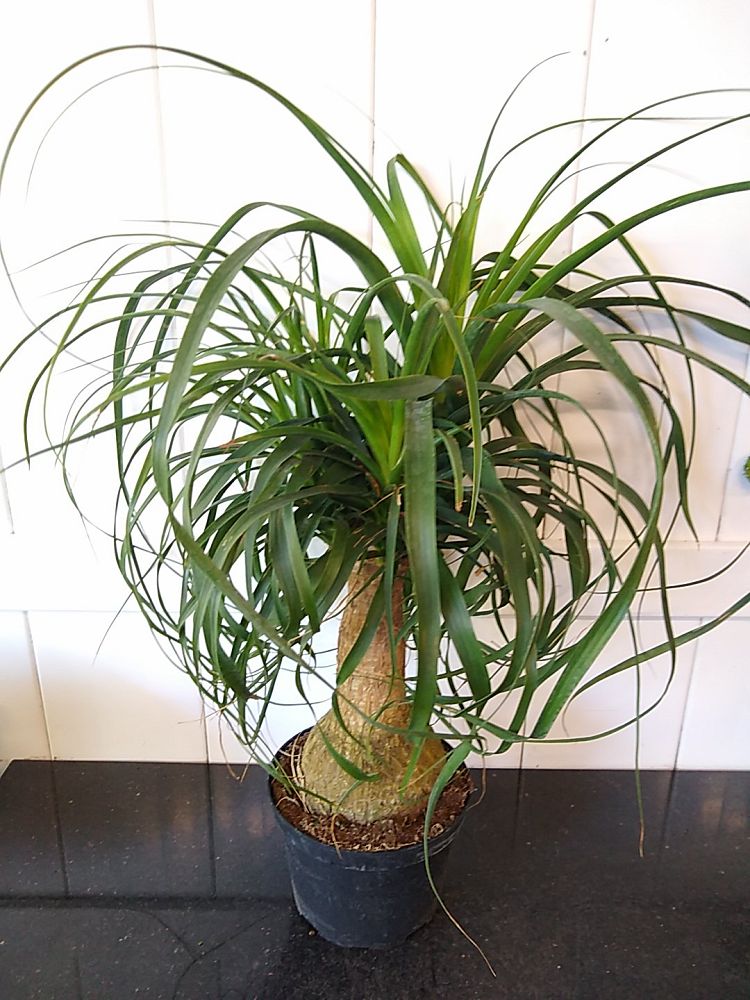 Beaucarnea recurvata, Ponytail Palm | PlantVine