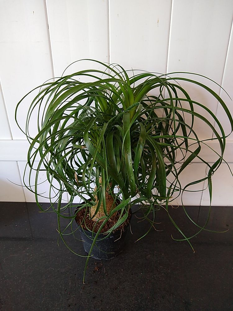 Beaucarnea recurvata, Ponytail Palm | PlantVine