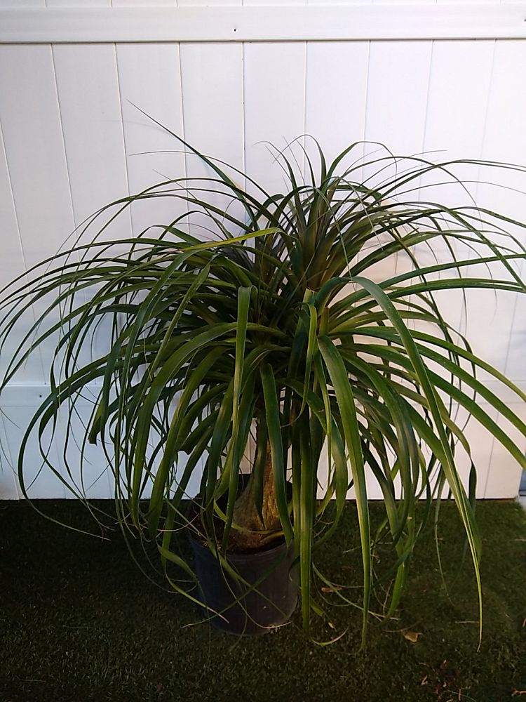 Ponytail Palm with Meseta Planter | PlantVine