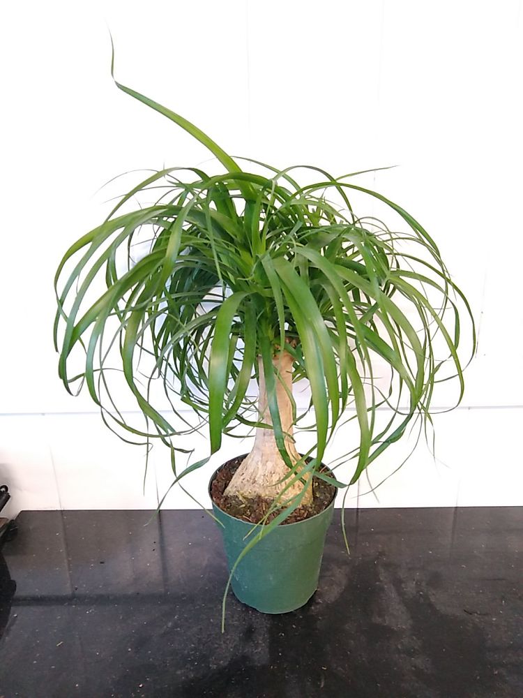 Ponytail Palm with Meseta Planter | PlantVine