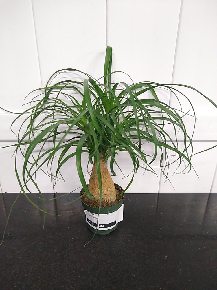 Ponytail Palm with Meseta Planter | PlantVine