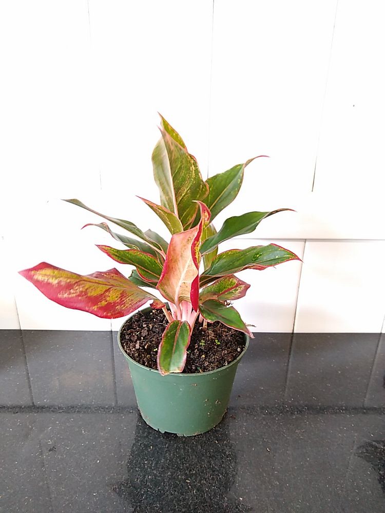 Aglaonema ‘Siam Aurora’, Aglaonema ‘Siam Red’ | PlantVine