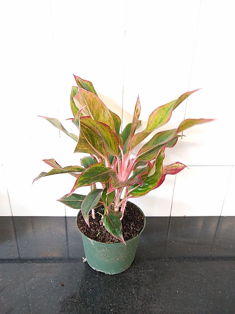 Aglaonema ‘Siam Aurora’, Aglaonema ‘Siam Red’ | PlantVine