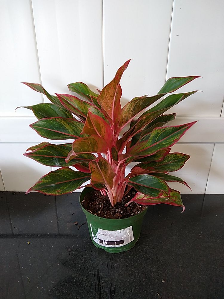 Aglaonema ‘Siam Red’ | PlantVine