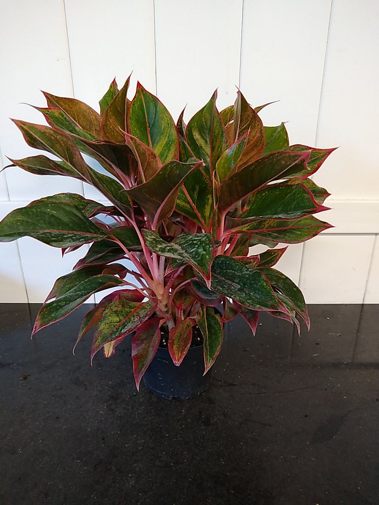 Aglaonema ‘Siam Red’ | PlantVine