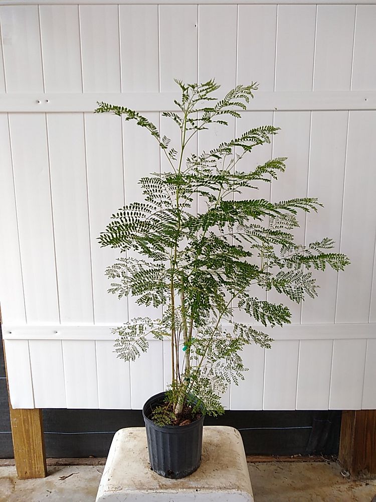 Jacaranda caerulea, Bahama Jacaranda | PlantVine