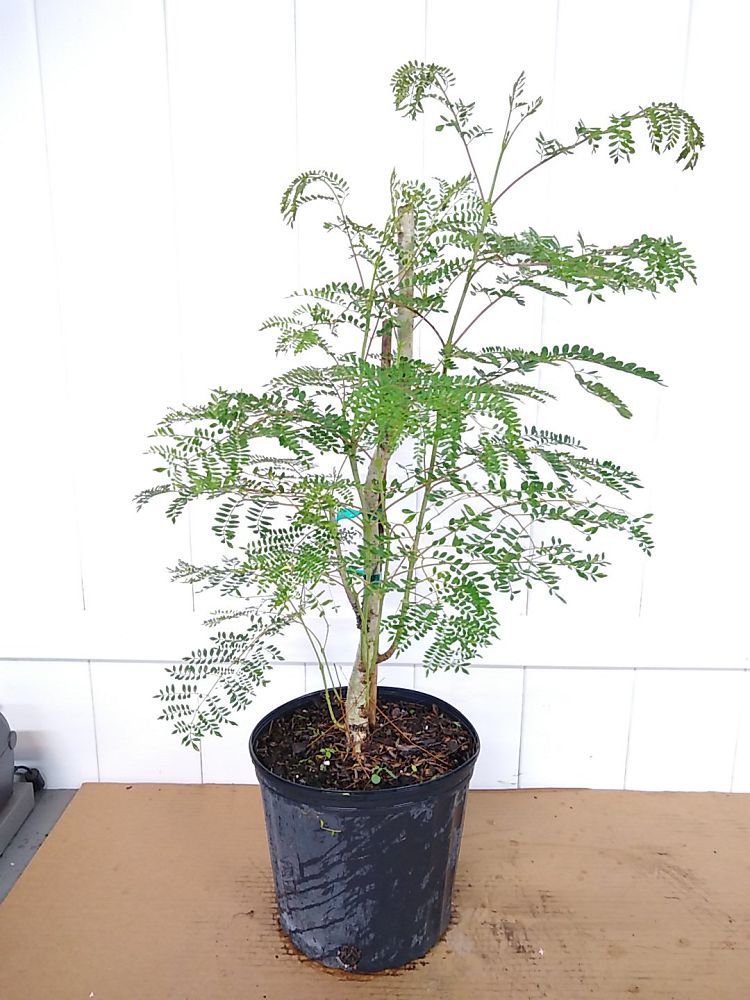 Jacaranda caerulea, Bahama Jacaranda | PlantVine