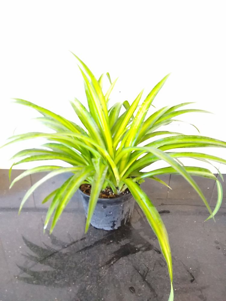 Hawaiian Spider Plant | PlantVine