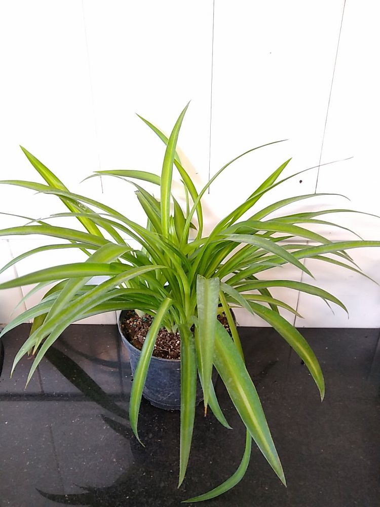 Hawaiian Spider Plant | PlantVine