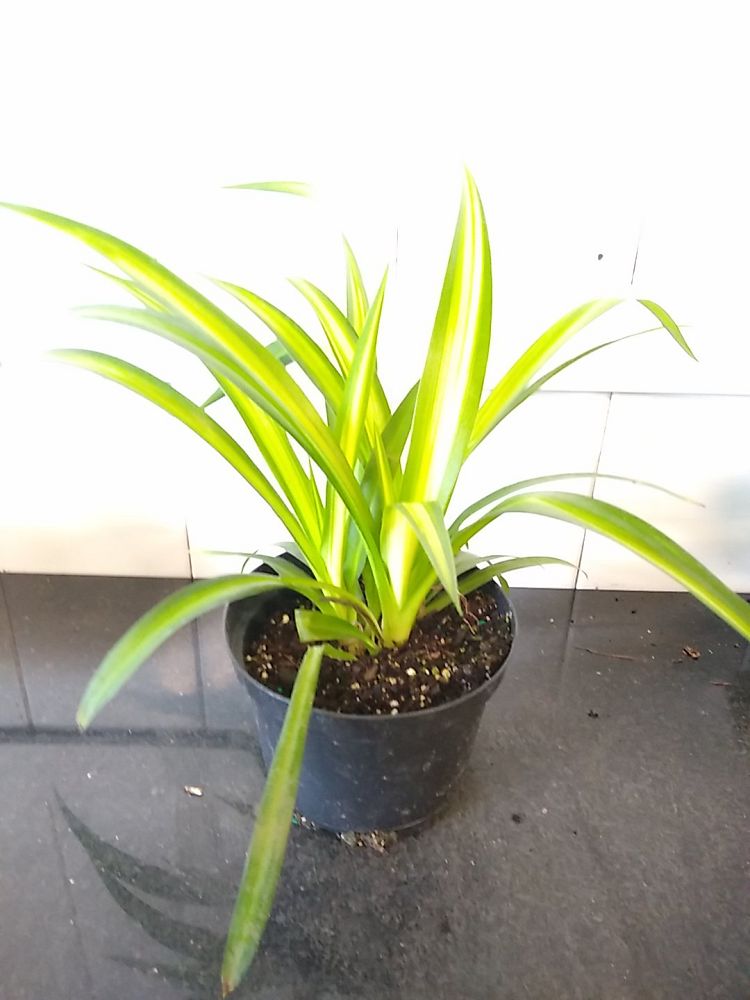 Hawaiian Spider Plant | PlantVine