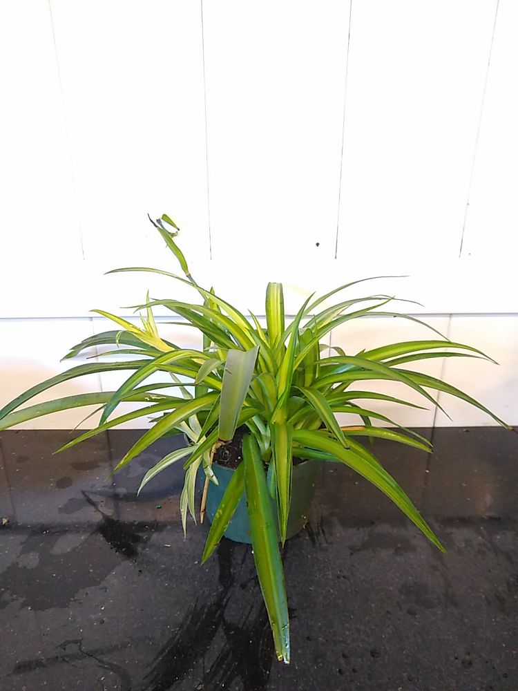 Hawaiian Spider Plant | PlantVine