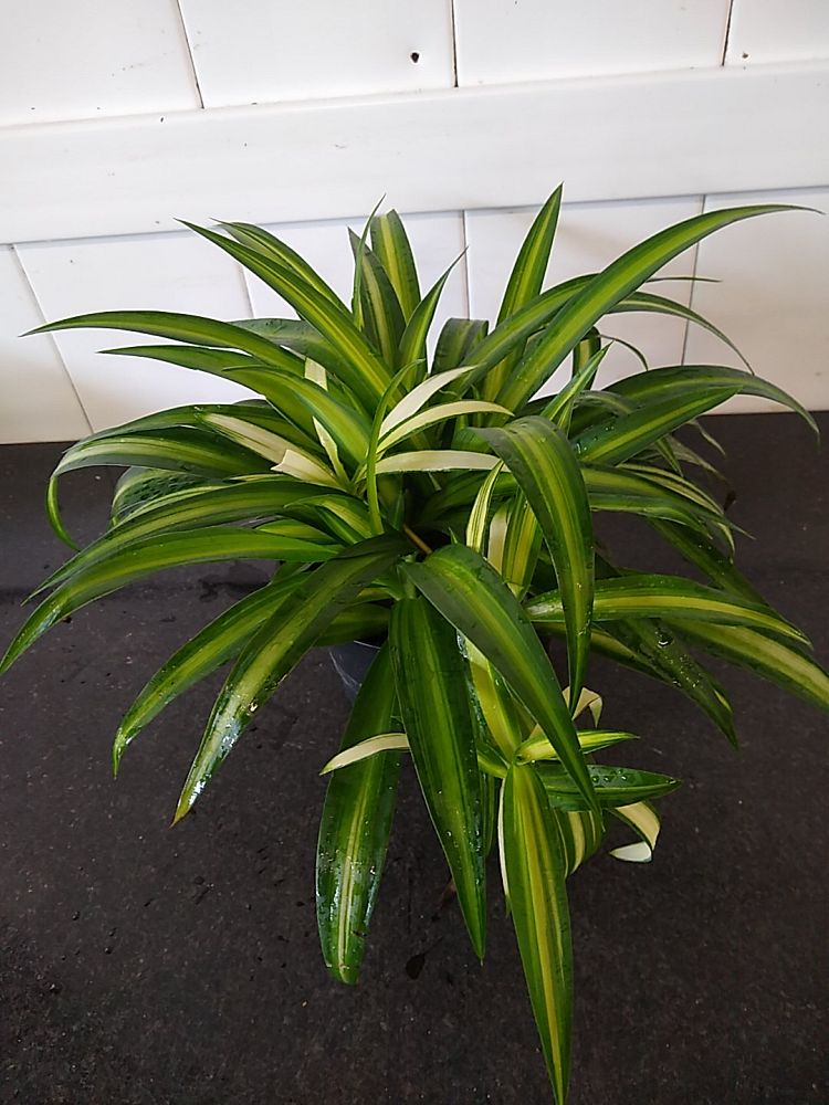 Hawaiian Spider Plant | PlantVine