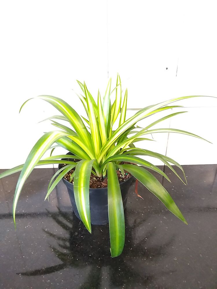 Hawaiian Spider Plant | PlantVine