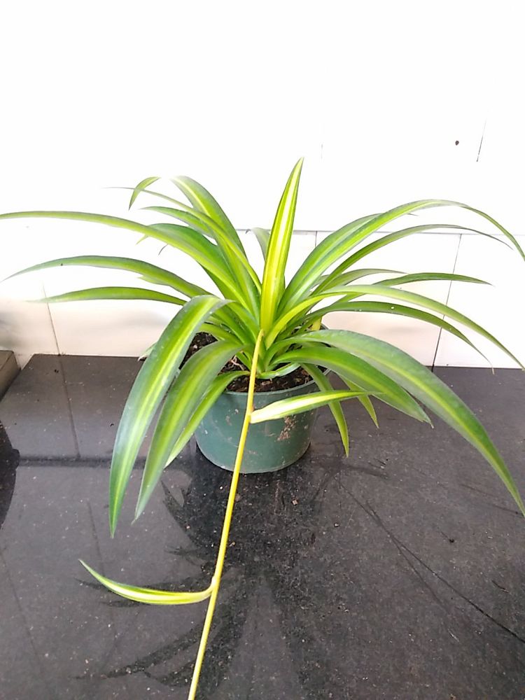 Hawaiian Spider Plant | PlantVine