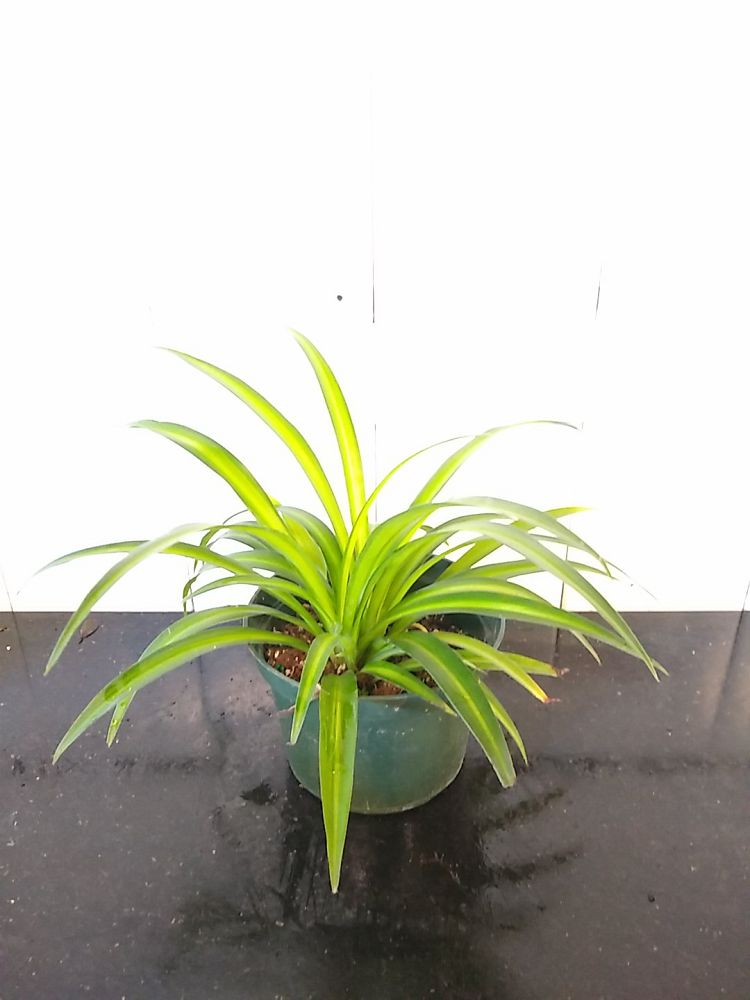 Hawaiian Spider Plant | PlantVine