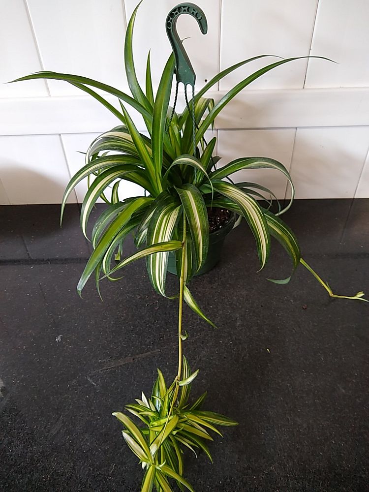 Hawaiian Spider Plant | PlantVine