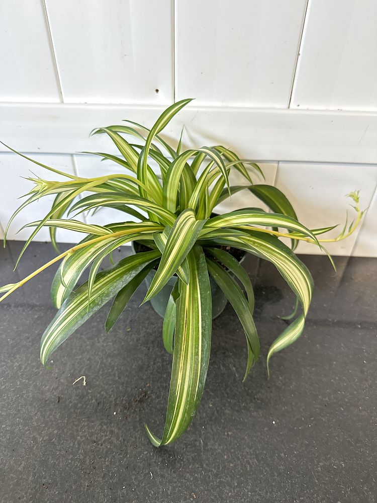 Hawaiian Spider Plant | PlantVine