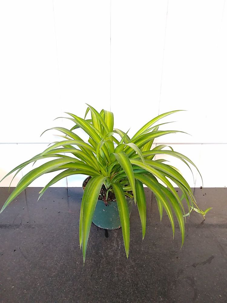 Hawaiian Spider Plant | PlantVine