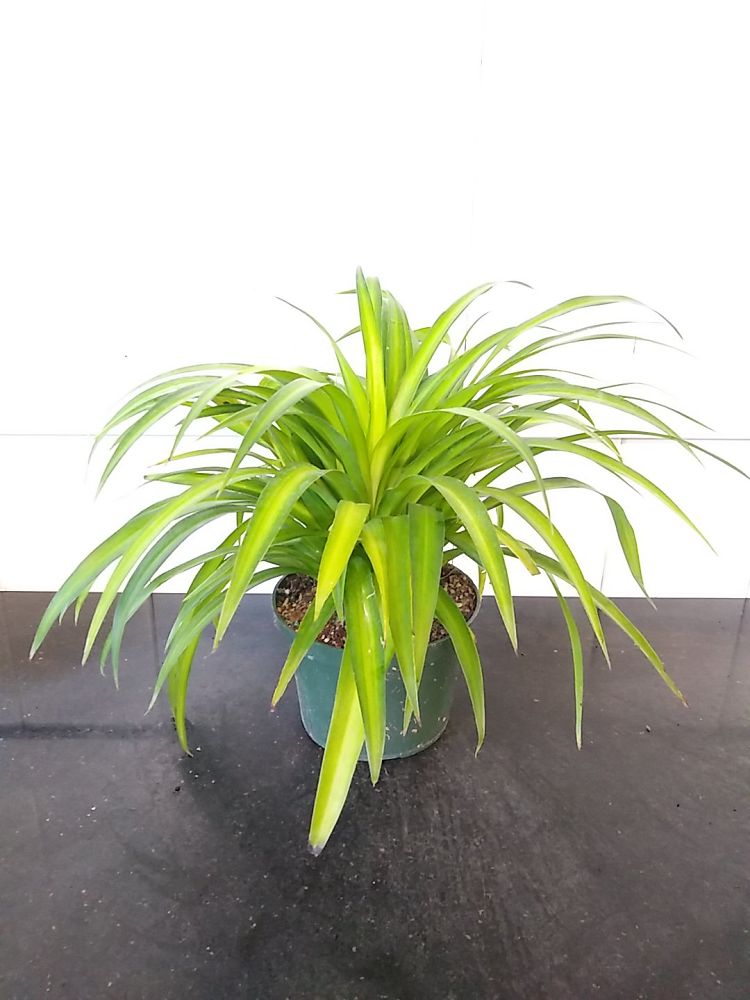 Hawaiian Spider Plant | PlantVine