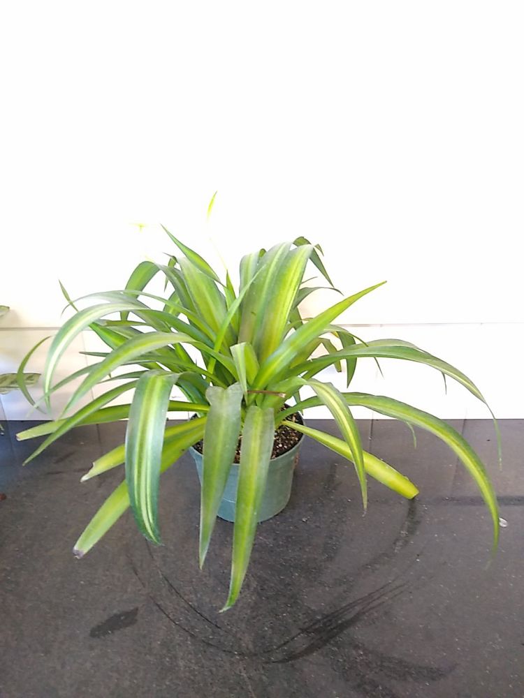 Hawaiian Spider Plant | PlantVine