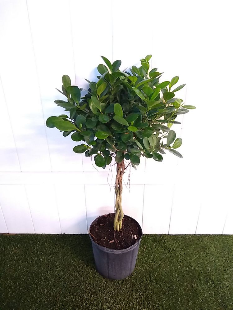Ficus benjamina ‘Danielle’ | PlantVine