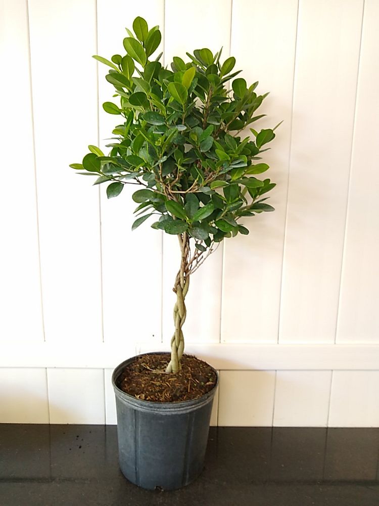 Ficus benjamina ‘Danielle’ | PlantVine