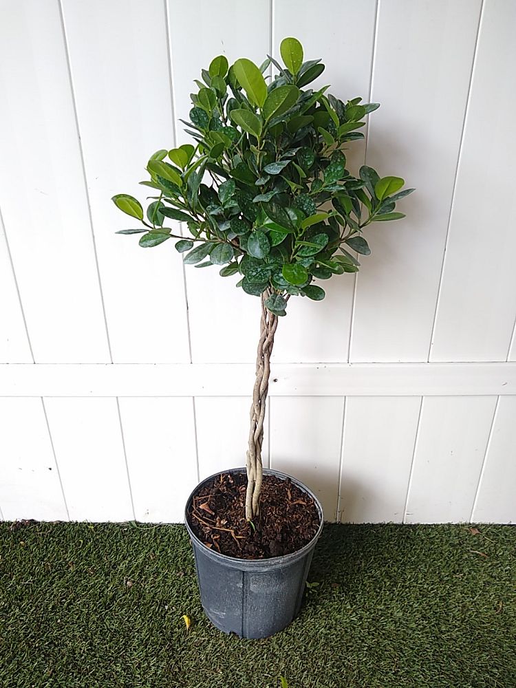 Ficus benjamina ‘Danielle’ | PlantVine