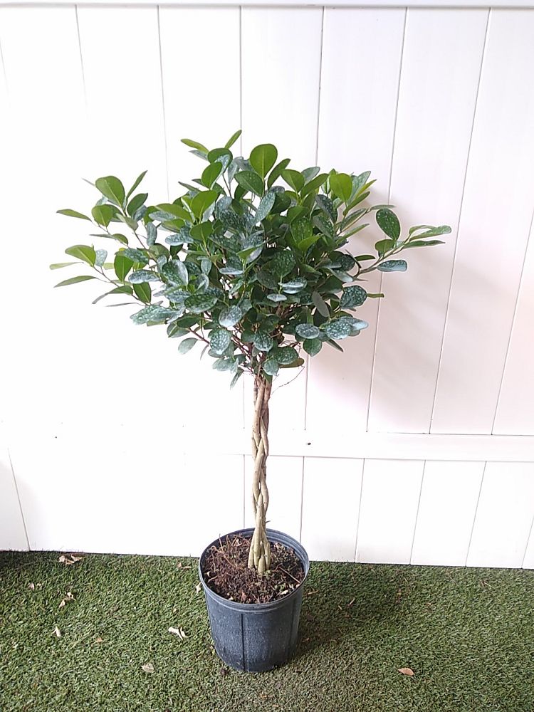 Ficus benjamina ‘Danielle’ | PlantVine
