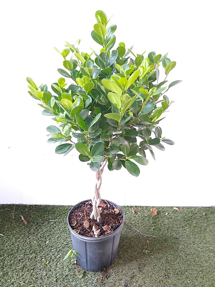 Ficus benjamina ‘Danielle’ | PlantVine