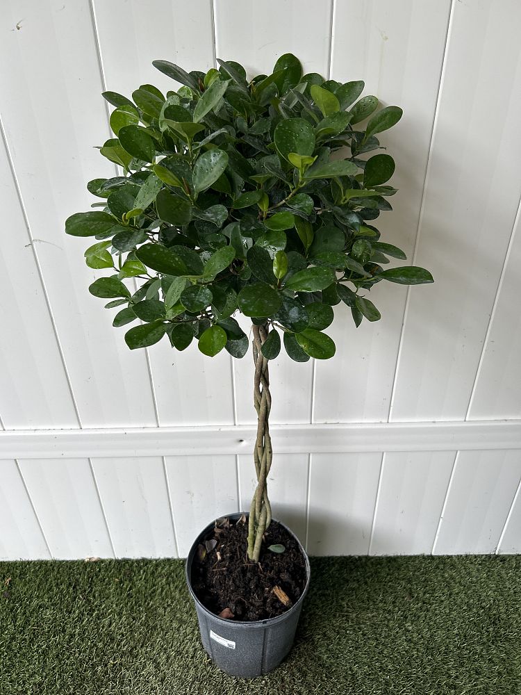 Ficus benjamina ‘Danielle’ | PlantVine