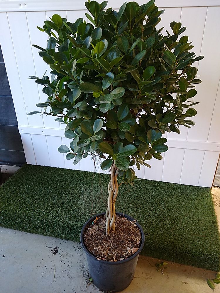 Ficus benjamina ‘Danielle’ | PlantVine