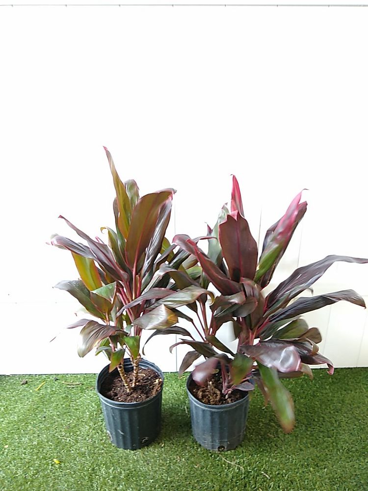 Cordyline ‘Florida’, Ti Plant | PlantVine