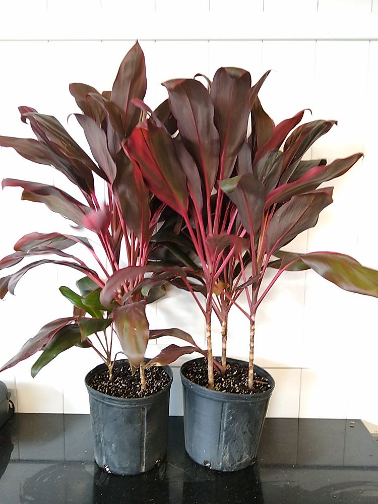Cordyline ‘Florida’, Ti Plant | PlantVine