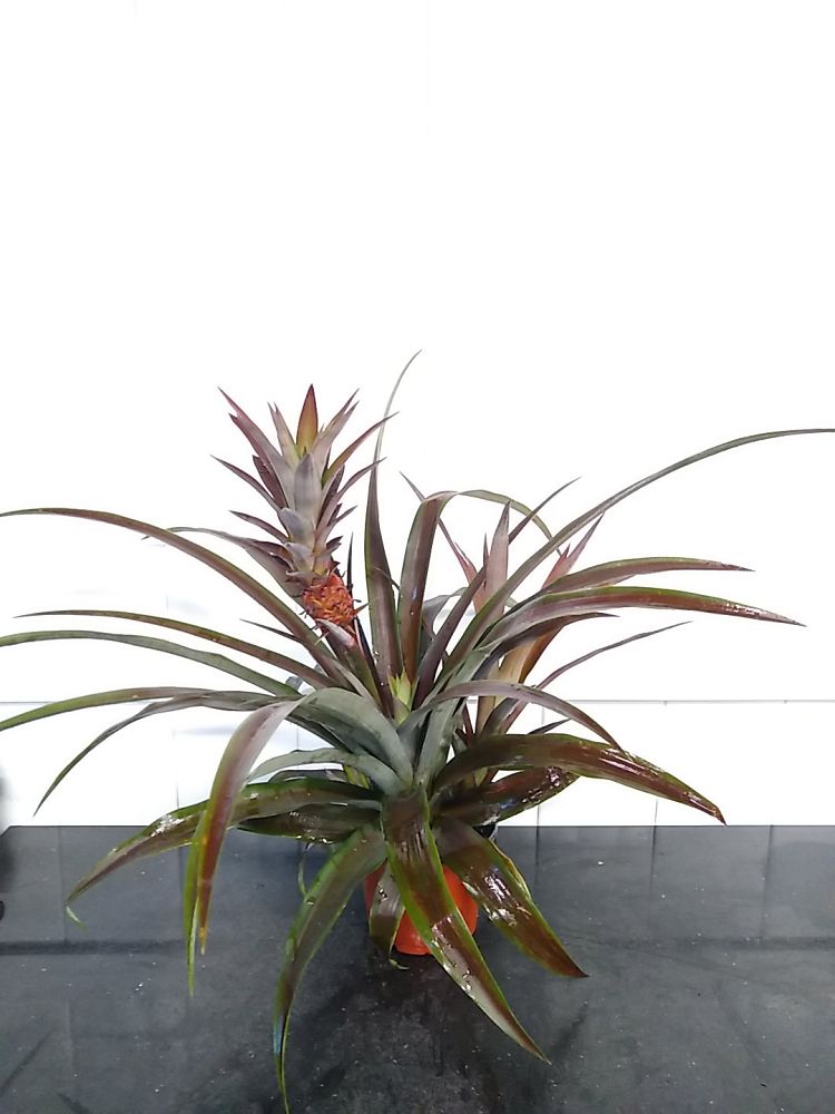 Ornamental Red Pineapple Plant | PlantVine